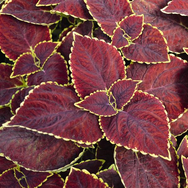 Coleus Coleus (Solenostemon) Broad Street from American Farms
