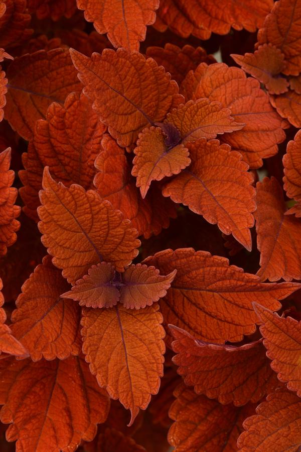 Coleus Coleus (Solenostemon) Inferno from American Farms