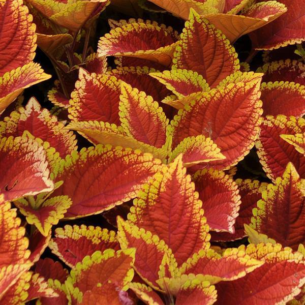Coleus Coleus Trusty Rusty from American Farms