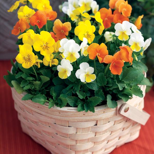 Viola Viola Penny Citrus Mix from American Farms