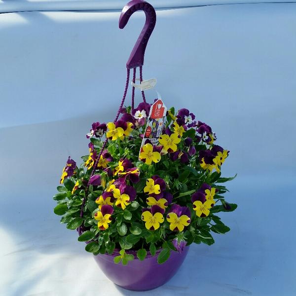 Pansy Trailing Pansy (Viola) Freefall Little Faces from American Farms