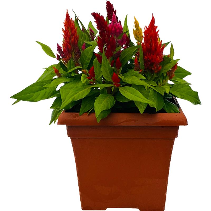 Celosia Celosia Glorious Mix from American Farms
