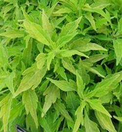 Coleus Coleus Flamethrower Salsa Verde from American Farms