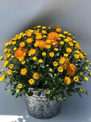 Mums Mums Assorted from American Farms