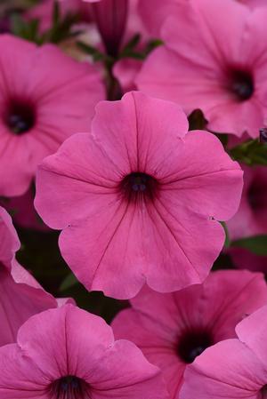 Petunia Petunia ColorRush Pink from American Farms