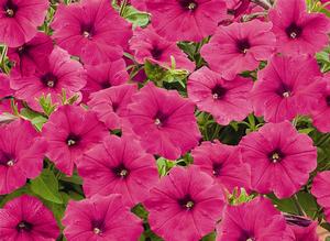 Petunia Petunia Success Rose from American Farms