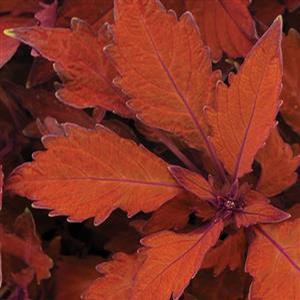 Coleus Coleus Flamethrower Habanero from American Farms