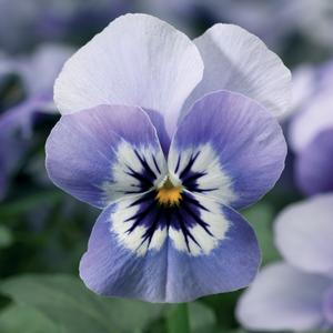 Viola Viola Cornuta Penny Marina from American Farms