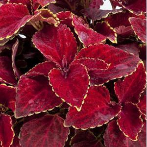 Coleus Coleus Fairway Red Velvet from American Farms