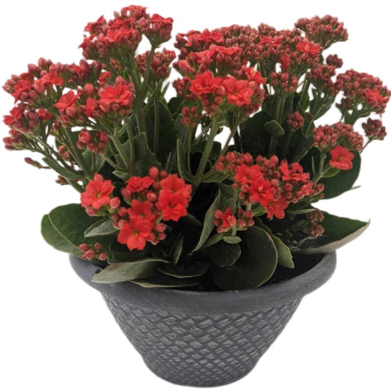 Kalanchoe Kalanchoe Red Double Tylo from American Farms