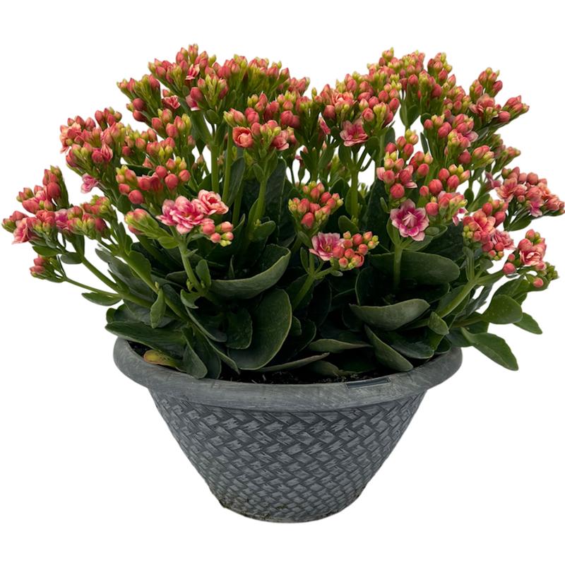 Kalanchoe Kalanchoe Pink Double Weaver from American Farms