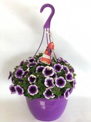 Petunia Petunia Potunia Potunia Purple Halo from American Farms