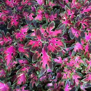 Coleus Coleus Wildfire Smoky Rose from American Farms
