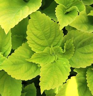 Coleus Coleus Chartres Street from American Farms