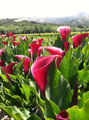 Calla Lily Lily Calla Hot Cherry from American Farms