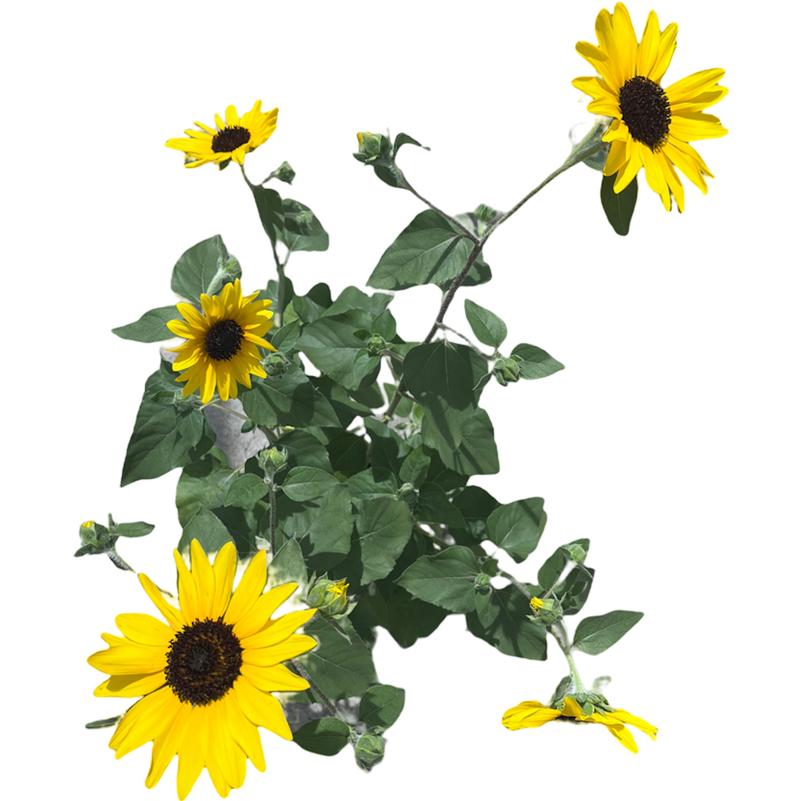 Sunflower Sunflower Sunfinity Sunfinity Yellow Dark Center from ...