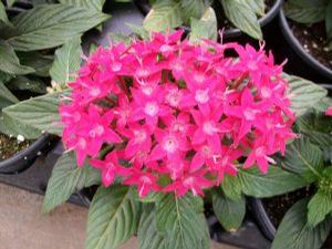 Pentas Pentas Graffiti Lipstick from American Farms