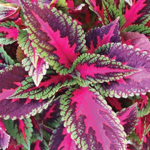 Coleus Coleus Ruby Road from American Farms