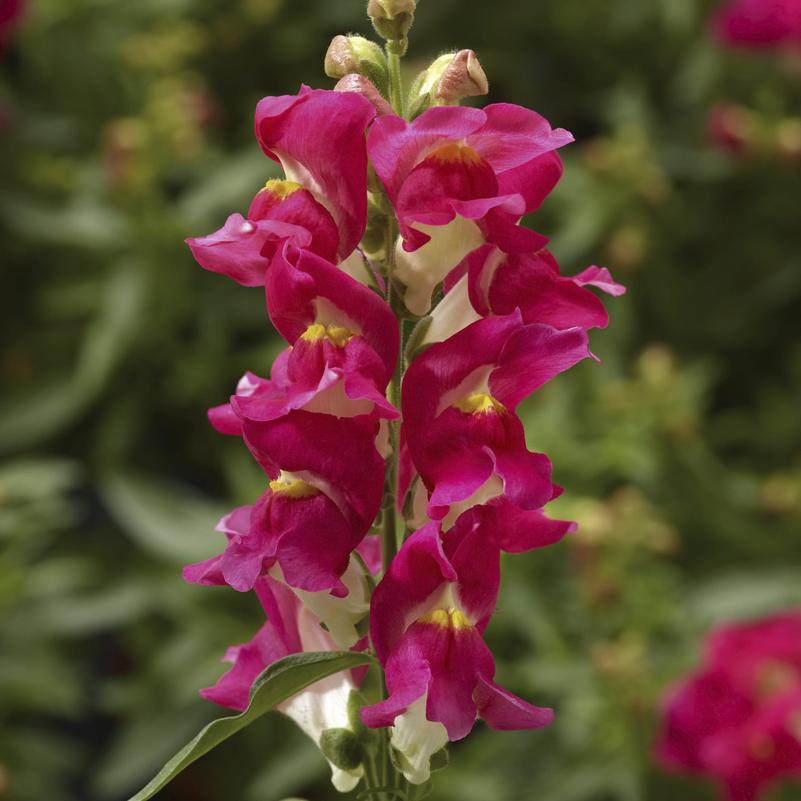 Snapdragon Snapdragon Snaptini Rose Bicolor from American Farms