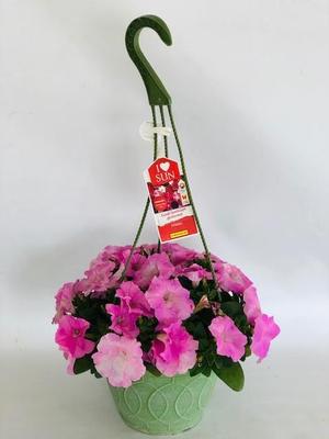 Petunia Petunia Pretty Flora Pink Perl from American Farms
