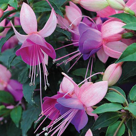 Fuchsia Fuchsia Bella Mariska from American Farms