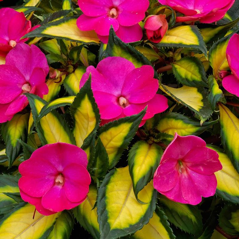 Impatiens Sunpatiens Impatiens Sunpatiens Compact Tropical Rose from ...