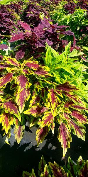 Coleus Coleus Tri Color Flamethrower Trio from American Farms