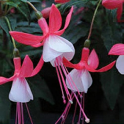 Fuchsia Fuchsia Bella Evita from American Farms