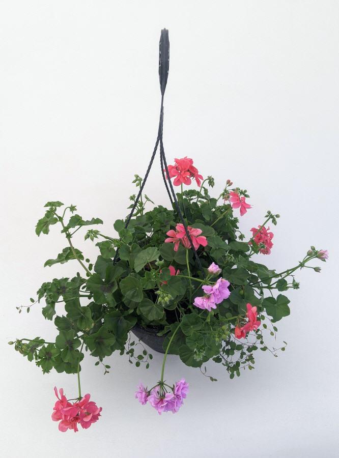 Geranium Ivy Jazz Geranium Ivy Jazz Great Balls of Fire Light Lavender ...