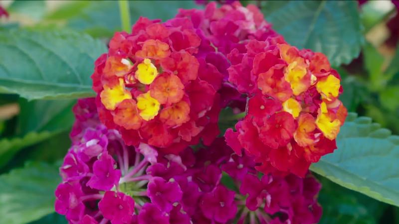 Lantana Lantana Heartland Pink Sunset from American Farms
