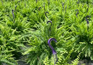 Fern Fern Emerald Queen from American Farms