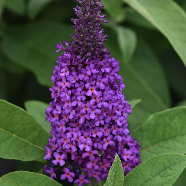 Buddleia Buddleia Chrysalis Purple from American Farms