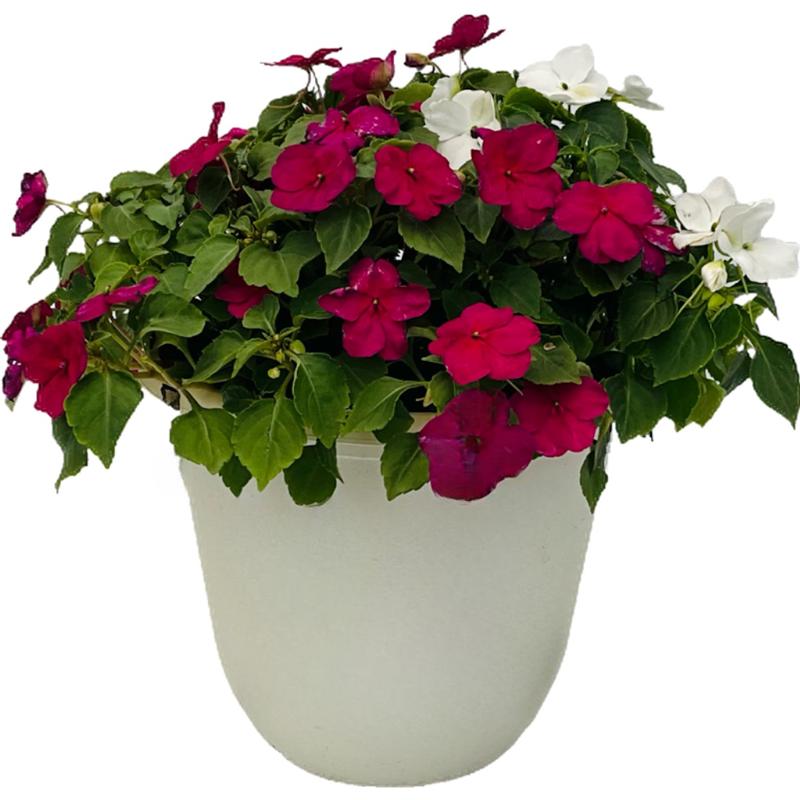 Impatiens Impatiens Imara XDR Rosy Mix from American Farms