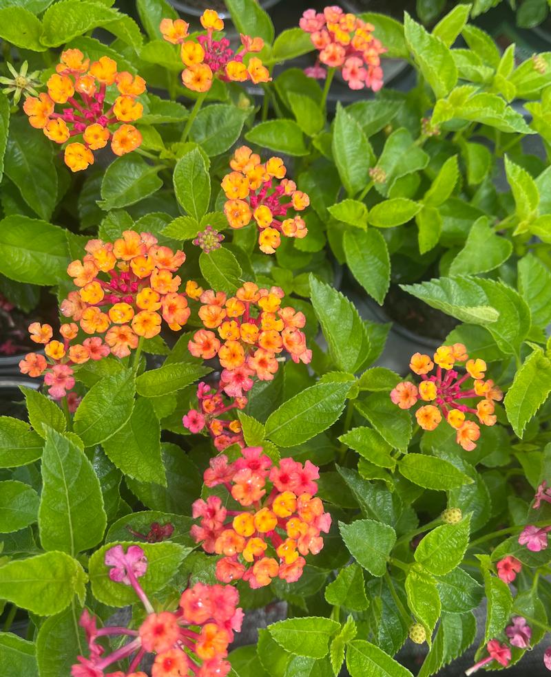 Lantana Lantana Bandolero Red from American Farms