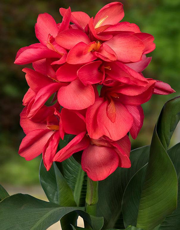 Canna CannaSol Canna CannaSol Happy Green Leaf Isabel Pink from ...