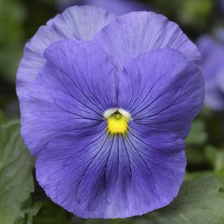 Pansy Pansy Delta Premium True Blue from American Farms