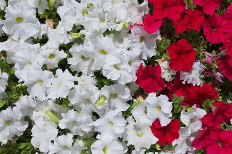 Petunia Petunia Pretty Grand Red and White Combo from American Farms