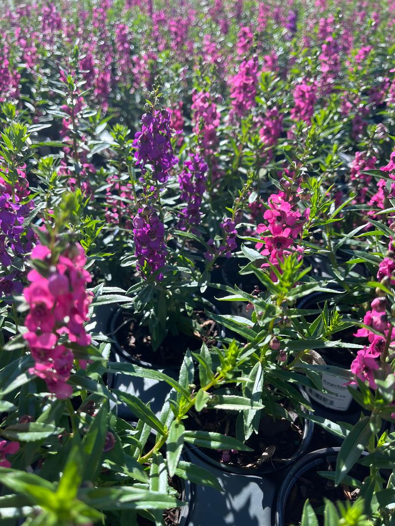 Angelonia Angelonia Assorted- Pink and Purple Mix. from American Farms
