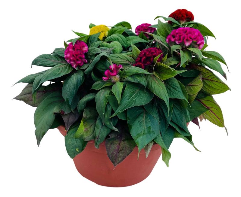 Celosia Celosia Brainiac Mix from American Farms