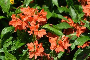 Crossandra Crossandra Watermelon from American Farms