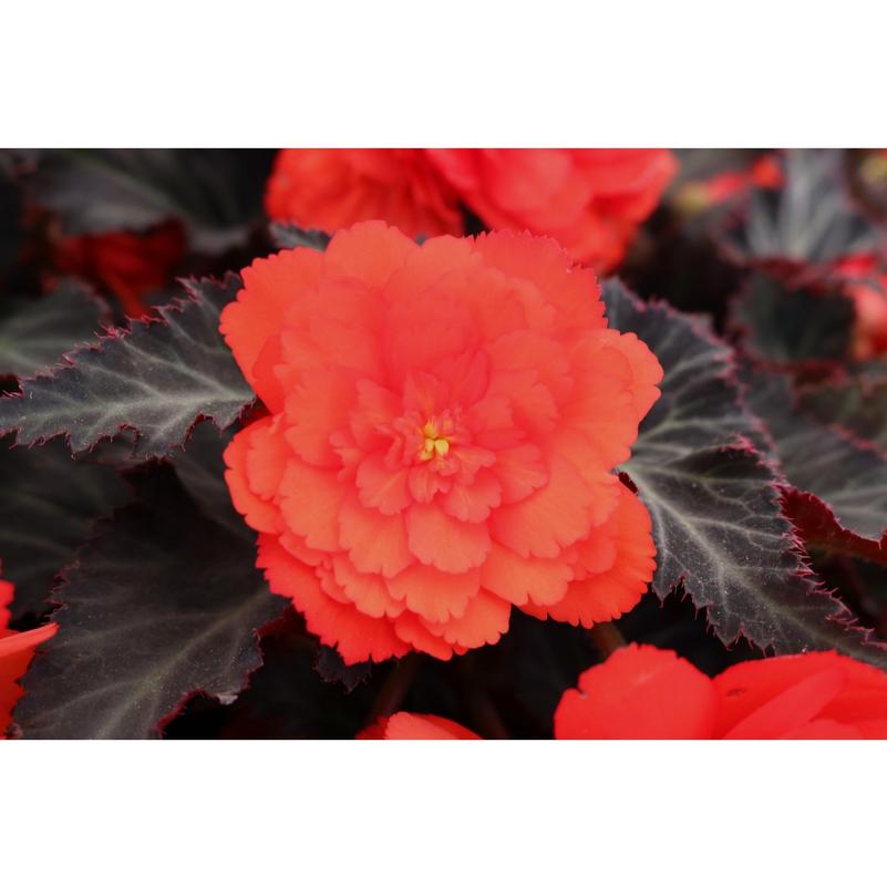 Begonia Iconia Begonia Iconia Hot Coral from American Farms