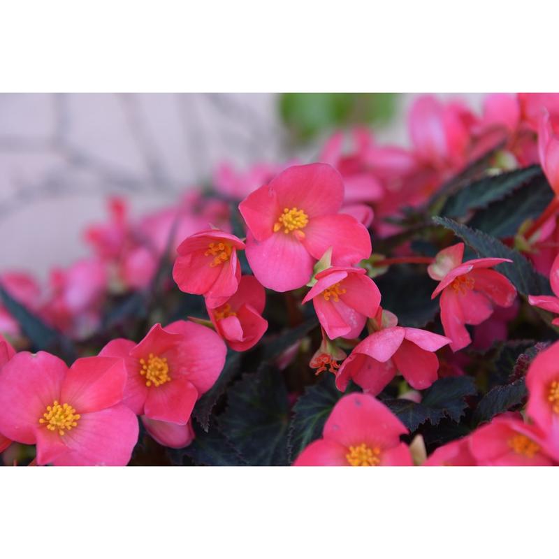 Begonia Iconia Begonia Iconia First Kiss Hot Pink from American Farms