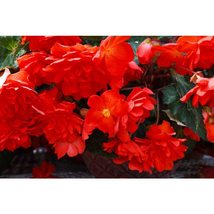 Begonia Iconia Begonia Iconia Miss Miami from American Farms