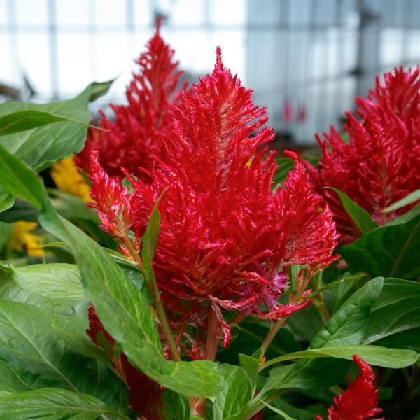 Celosia Celosia Flamma Bright Red from American Farms