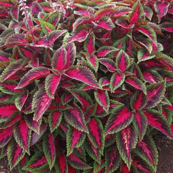 Coleus Mainstreet Ruby Road from American Farms