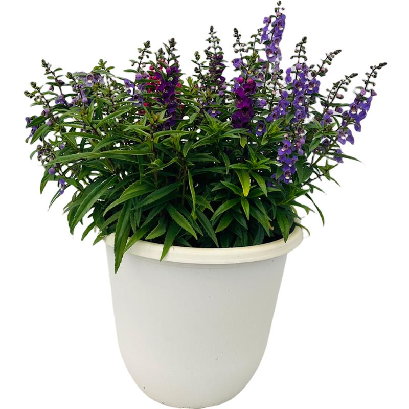 Angelonia Angelonia Trio with Serenita Blue, Purple and Rose from ...