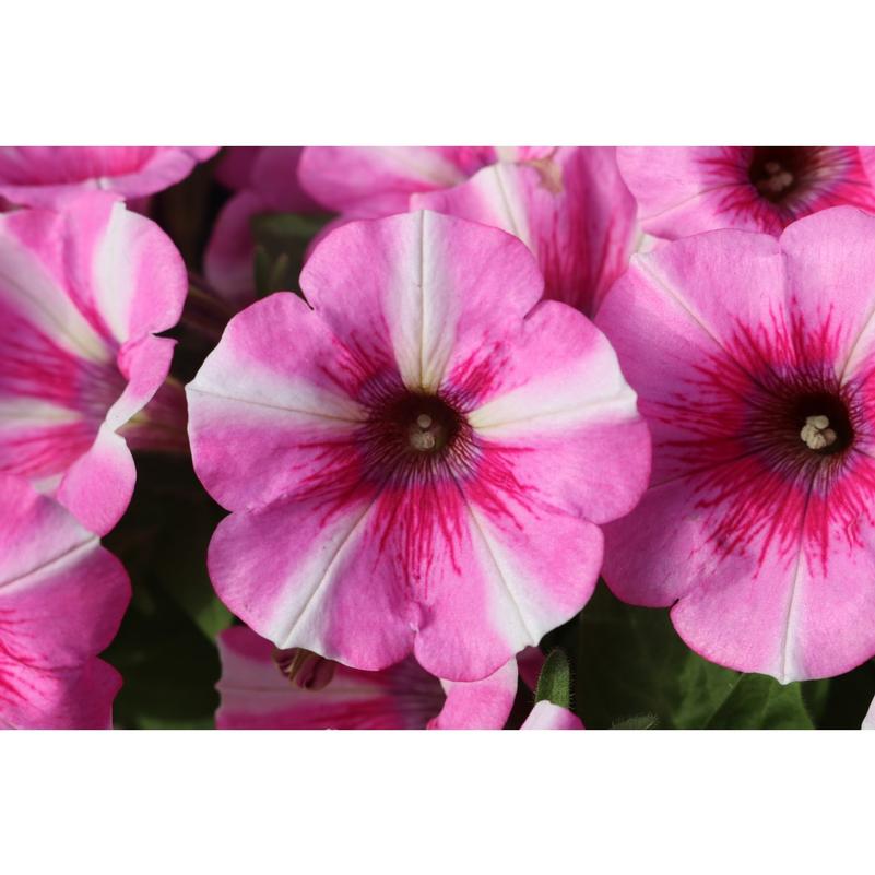 Petunia Petunia Surprise Love Pink from American Farms