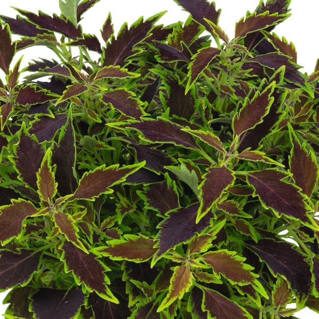 Coleus Coleus Down Town Nashville from American Farms