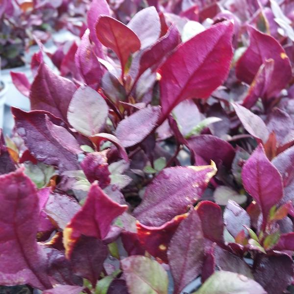 Joseph's Coat Alternanthera Dentata Little Ruby from American Farms