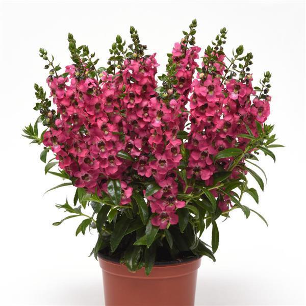 Angelonia Angelonia Archangel Raspberry from American Farms